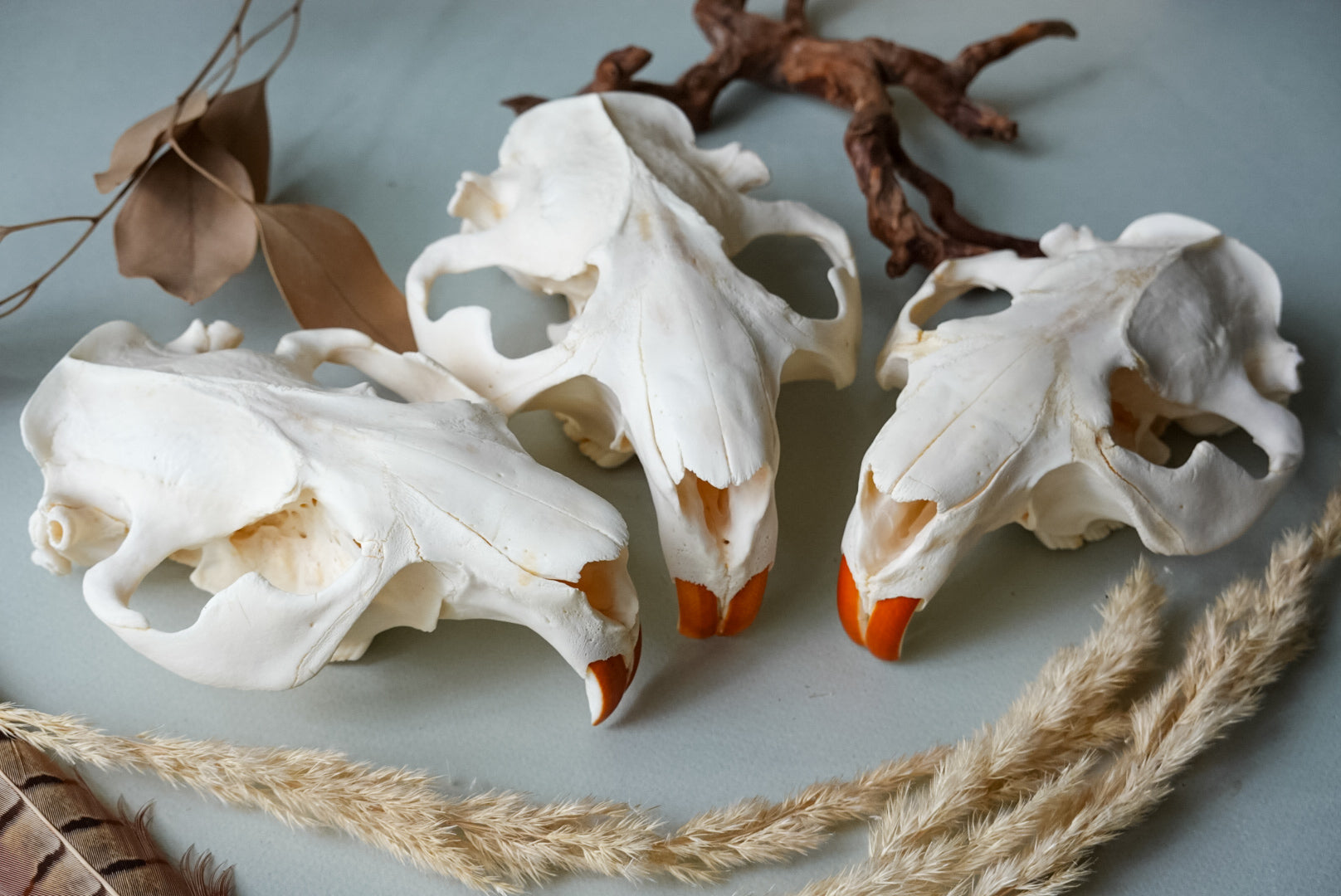 Skulls & Bones – whitebone
